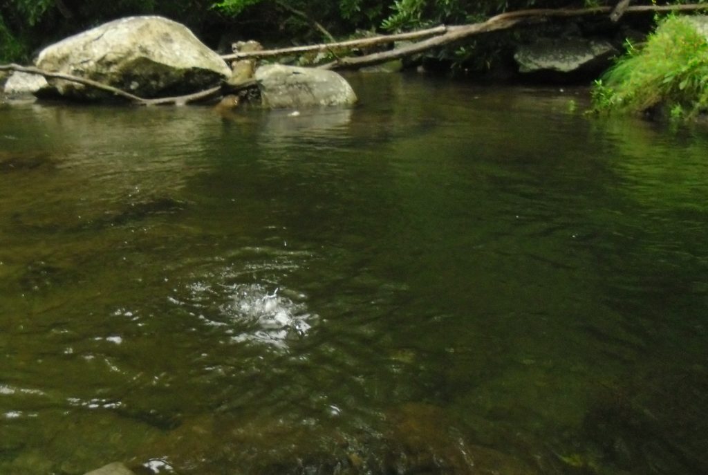 Matching the Hatch – Fightmaster Flyfishing Journal