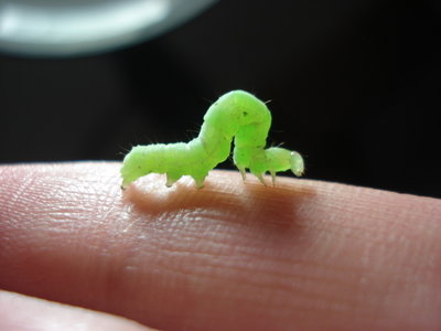 Flies: Green Weenie – Fightmaster Flyfishing Journal